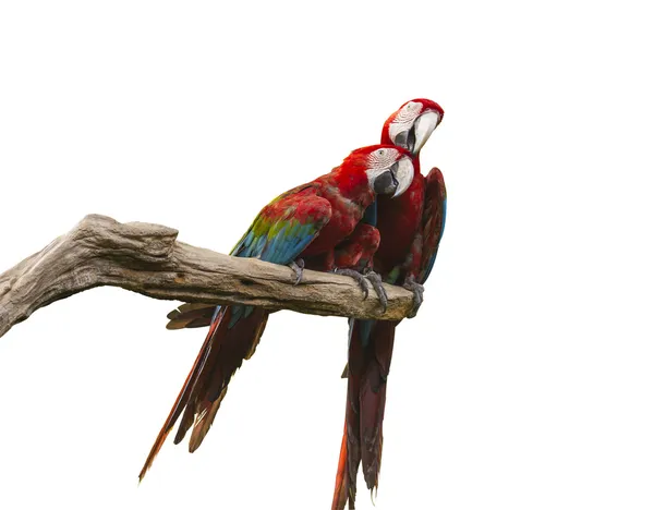 Parrot landing Stock Photos, Royalty Free Parrot landing Images ...