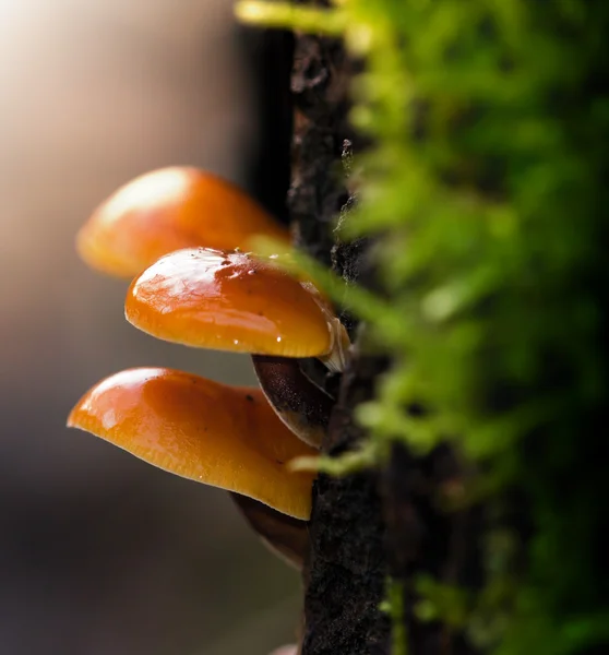 Orange mycena Stock Photos, Royalty Free Orange mycena Images ...