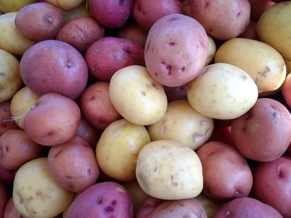 Colorful fresh potatoes on display — Stock Photo © zigzagmtart #12668702