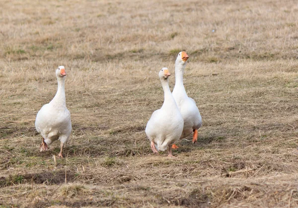 Goose race Stock Photos, Royalty Free Goose race Images | Depositphotos