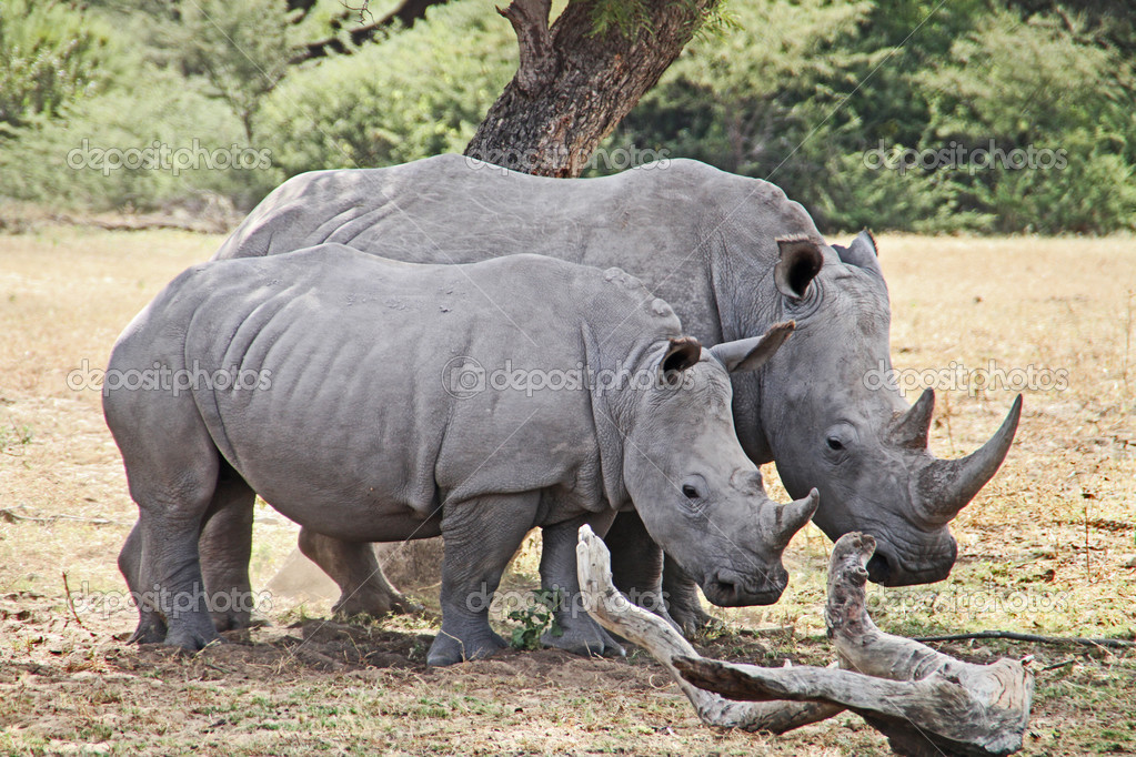 African wildlife safari rhinoceros Stock Photo by ©Mactrunk 25347085