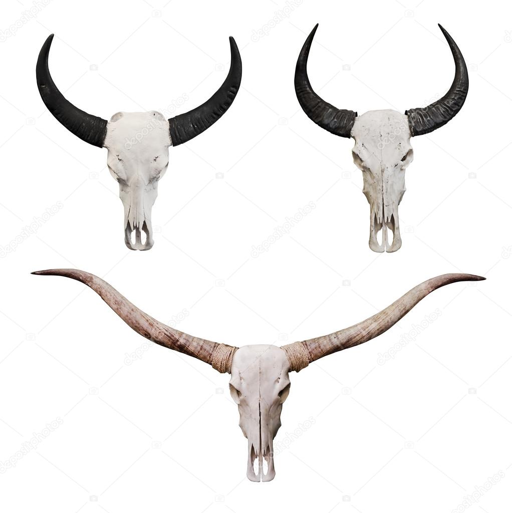 Ox skeleton | Skull of ox or bull head — Stock Photo © Mactrunk #37840709