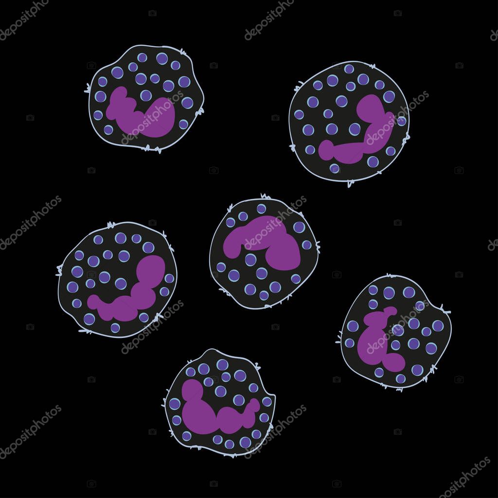 Sistema inmunitario innato: células basófilas, ilustración vectorial 2023