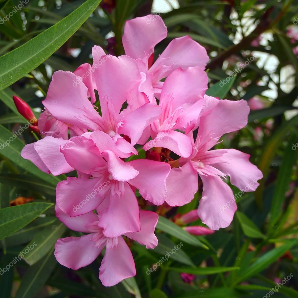 Pink Oleander Tree