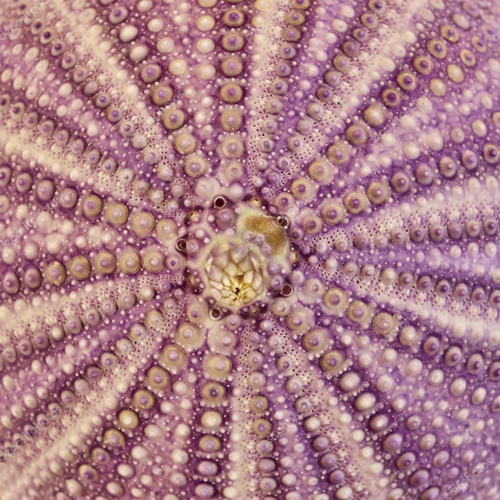 Sea urchin closeup Stock Photo by ©DimitriosP 35850529
