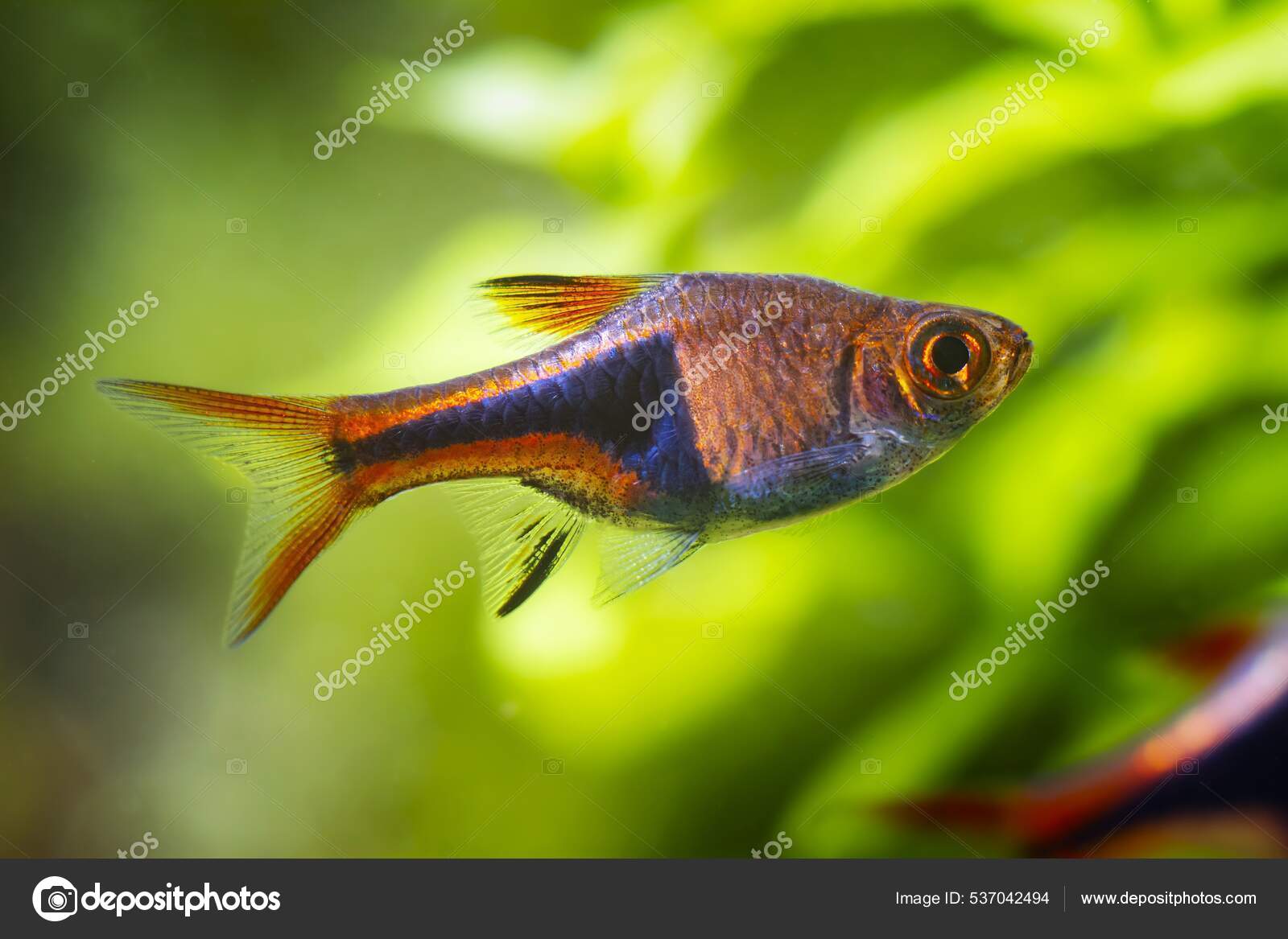 Blue Neon Dwarf Rasbora