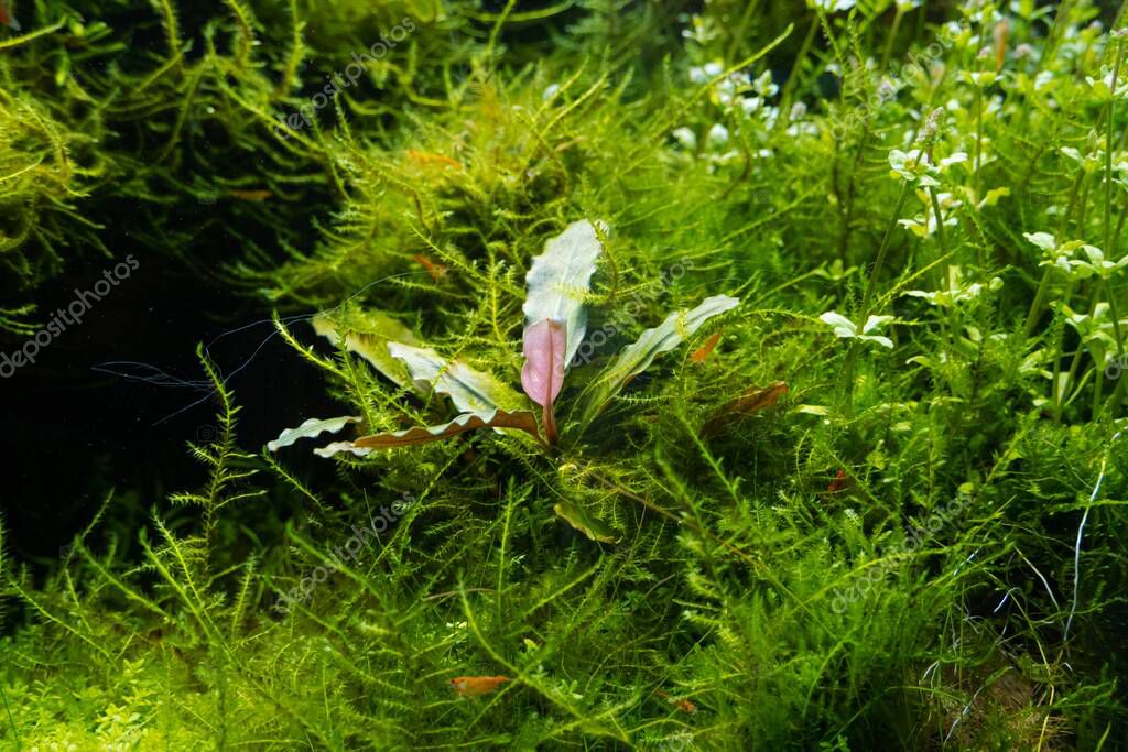 bucephalandra and dense bush of java moss, aquatic plants in a ...