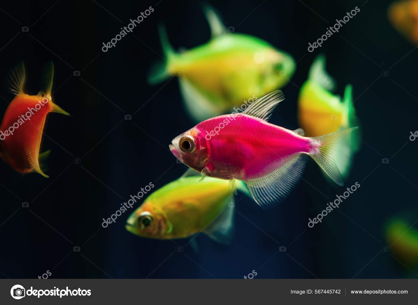 Pink Tropical Fish