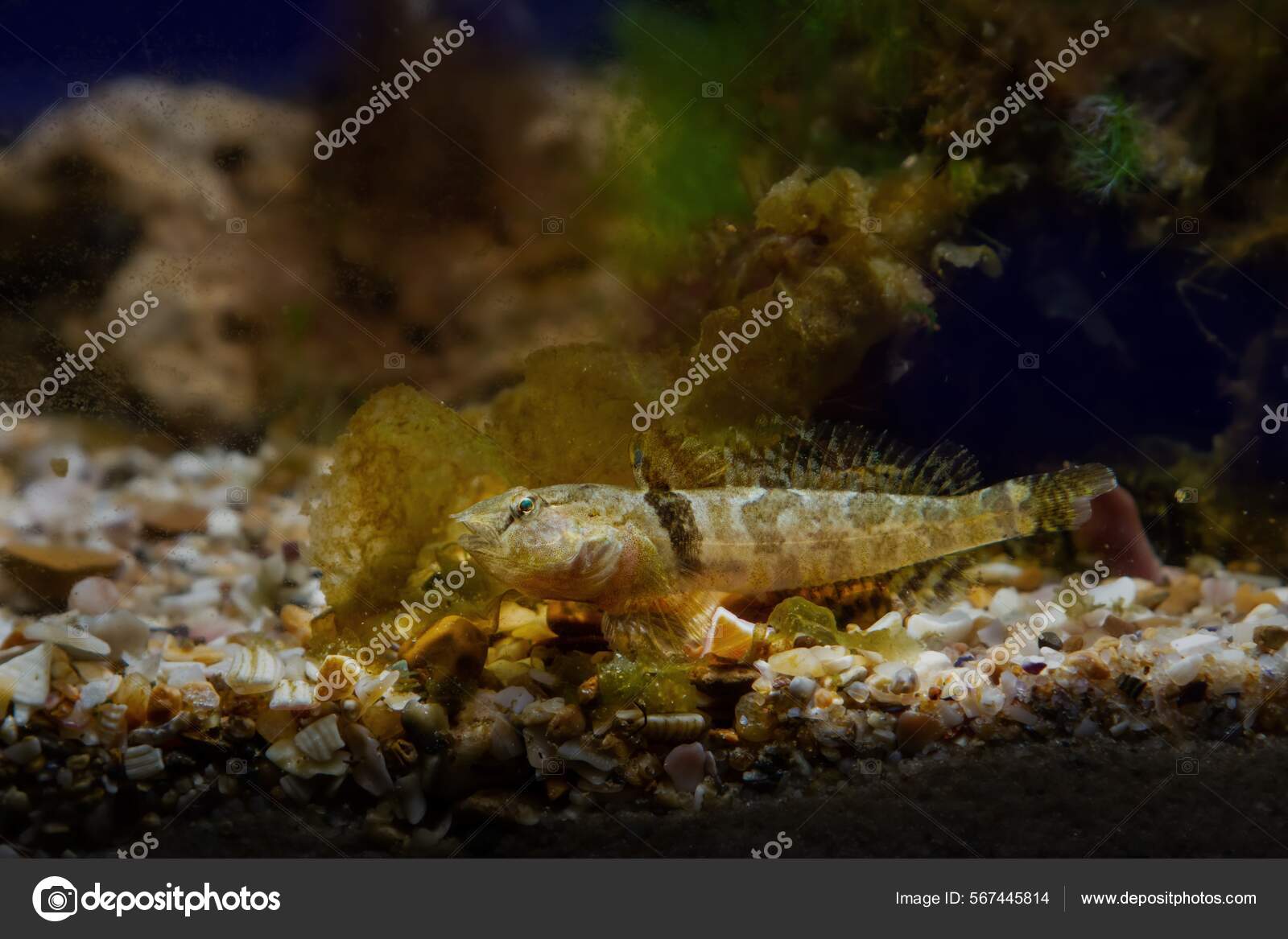 Tubenose Goby Aggressive Invasive Dwarf Saltwater Species Black Sea ...