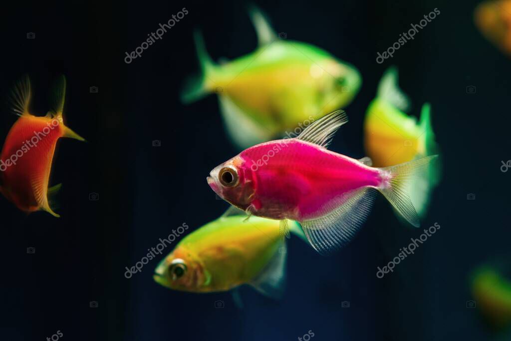 Breeding Glofish