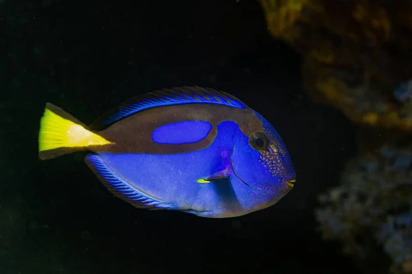 neon glowing royal blue tang swim at front glass, show natural ...