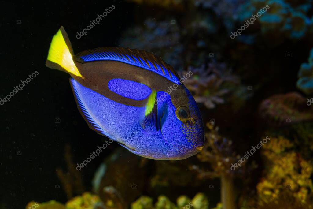 neon glowing royal blue tang swim at live rock and show natural ...