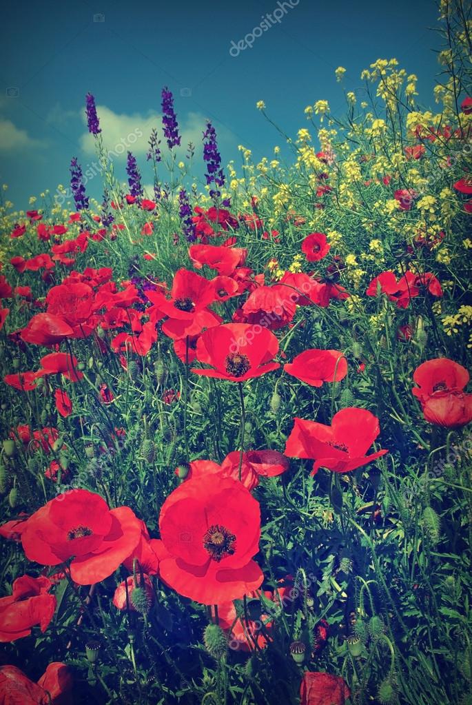 Red poppy — Stock Photo © iluziaa #16376997