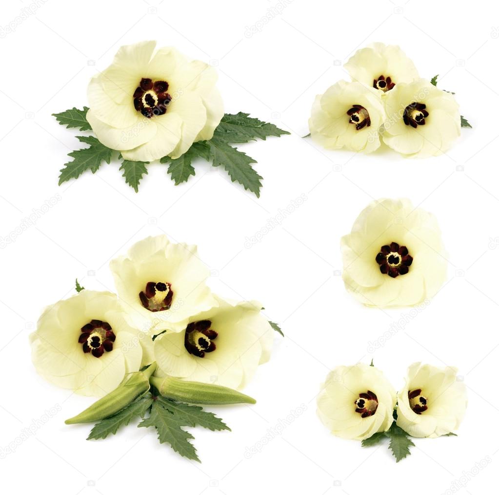 Okra Color Palettes at Marcia Lind blog