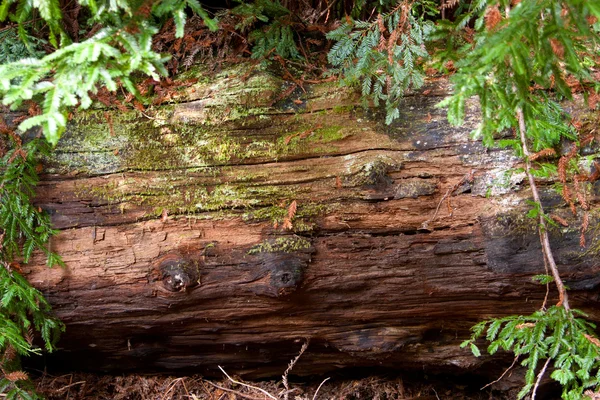 Fallen Redwood Tree Lies Decaying On Forest Floor — Stock Photo ...