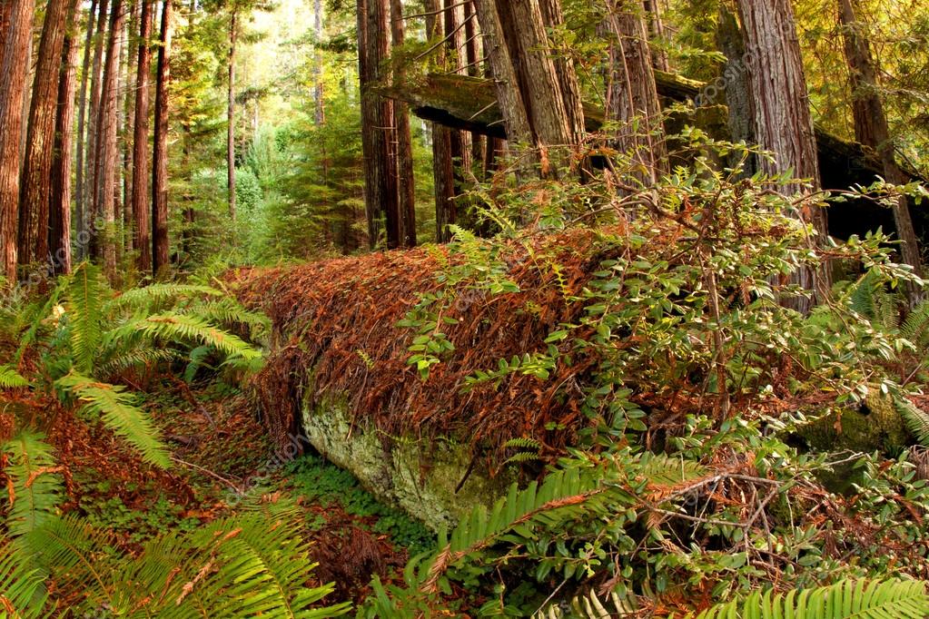 Fallen Redwood Tree Lies Decaying On Forest Floor — Stock Photo ...