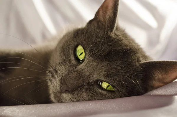 Cat sitting silhouette Stock Photos, Royalty Free Cat sitting ...