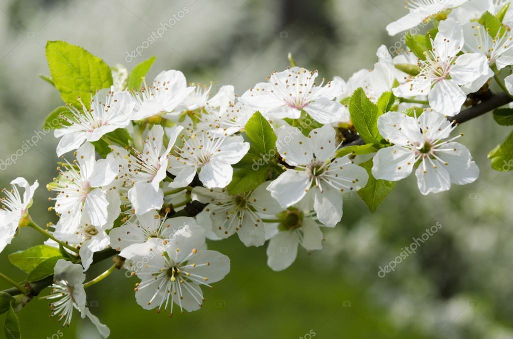 Flowering tree with green leaves Stock Photo by ©kikoste 24392973