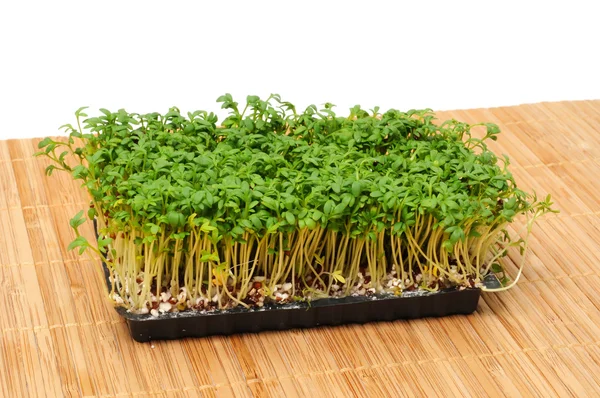 Cress — Stock Photo © pejo #13608763