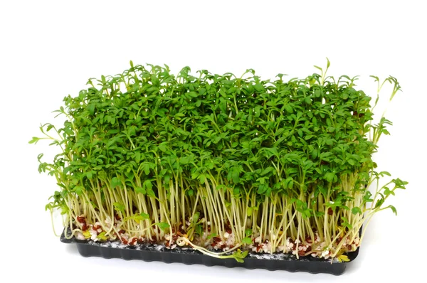 Cress — Stock Photo © pejo #13608763