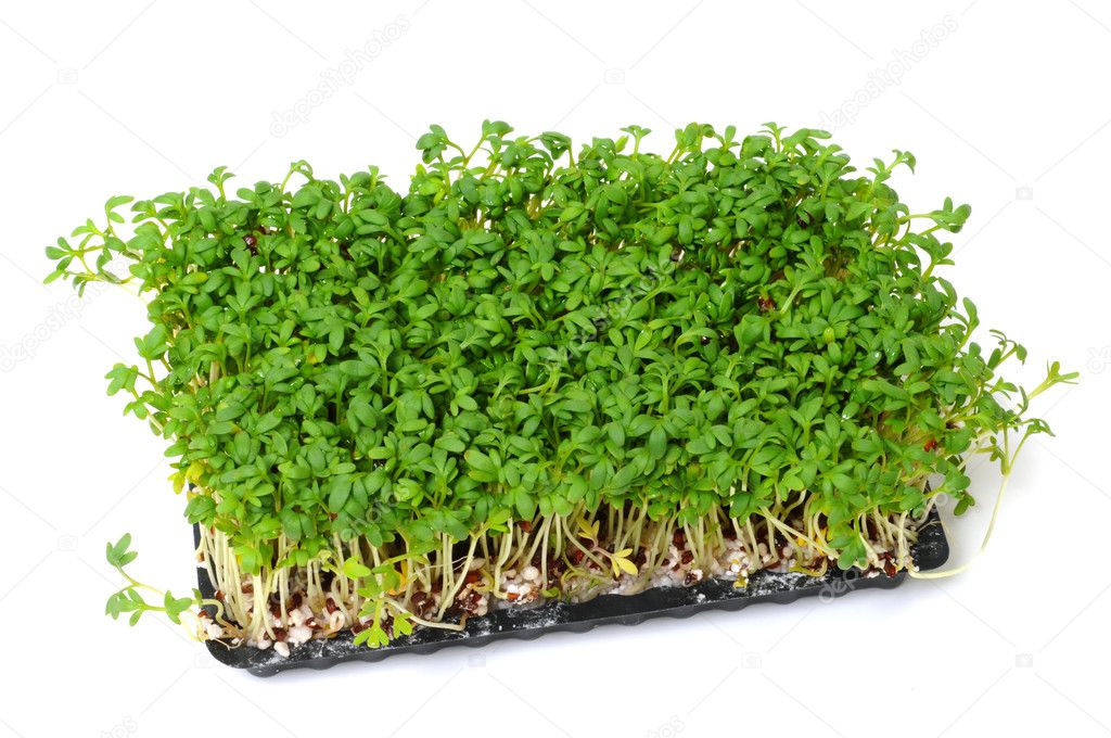 Cress — Stock Photo © pejo #13608763