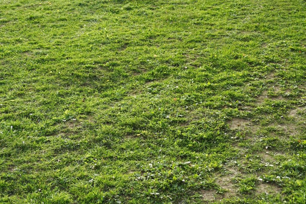 Texture dherbe verte naturelle et sol — Photographie shooarts © #13722254