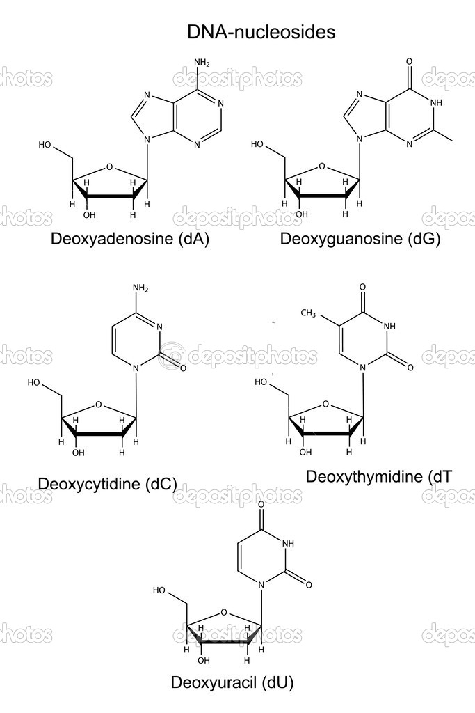 Structural chemical formulas of DNA nucleosides Stock Vector Image by ...