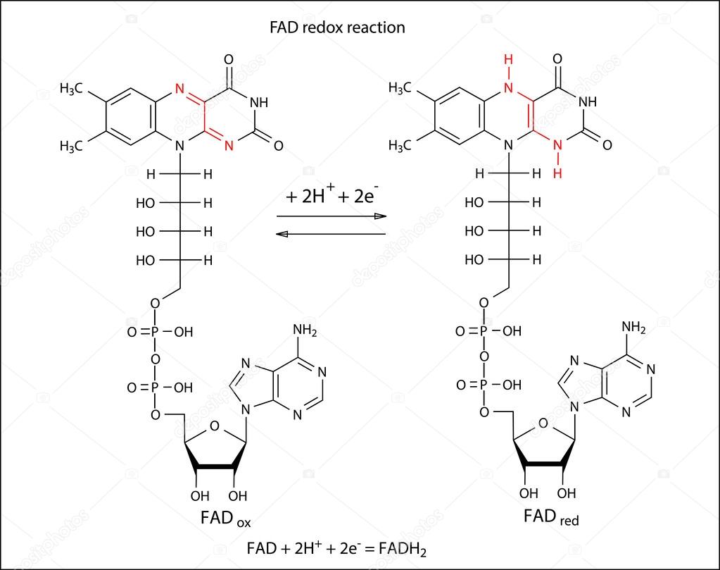 FAD = Flavin- Adenin- Dinukleotid | Biochemie | Repetico