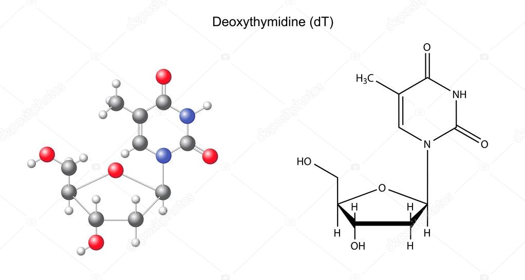 Structural chemical formula and model of deoxythymidine — Stock Vector ...