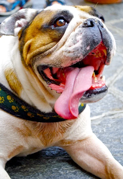 Bulldog mouth — Stock Photo © willeecole #13924802