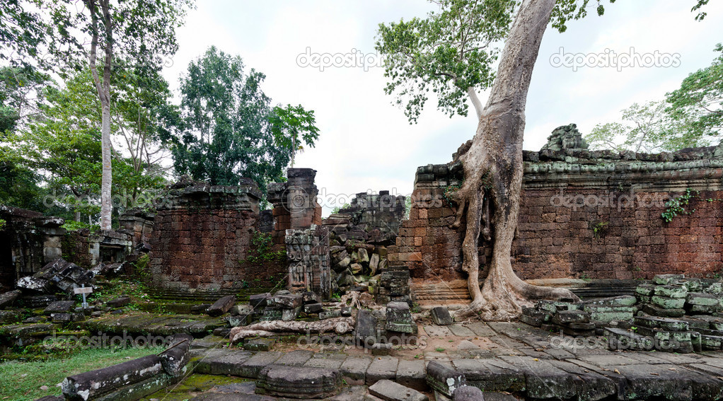 Giant tree covering Ta Prom temple, Siem Reap, Cambodia Stock Photo by ...