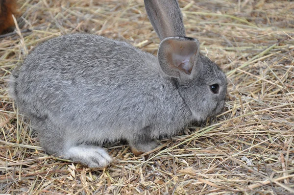 Black tailed jackrabbit Stock Photos, Royalty Free Black tailed ...