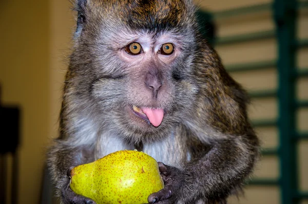 Funny monkey with a red lips — Stock Photo © watman #69189025