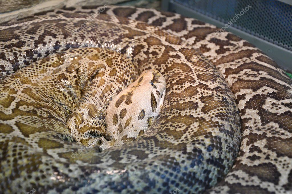 La pitón tigre (Latin Python molurus) es una gran serpiente no venenosa ...