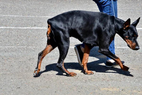 Doberman dog fotos de stock, imágenes de Doberman dog sin royalties ...