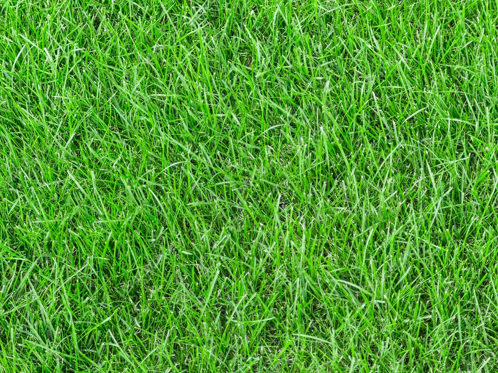 tráva — Stock Fotografie © Shtanzman #35094863