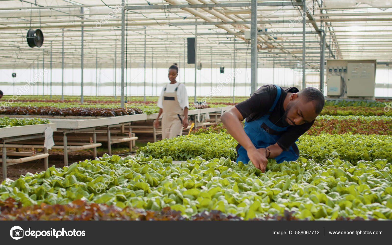 African American Lettuce Picker Doing Quality Control Green Plants ...