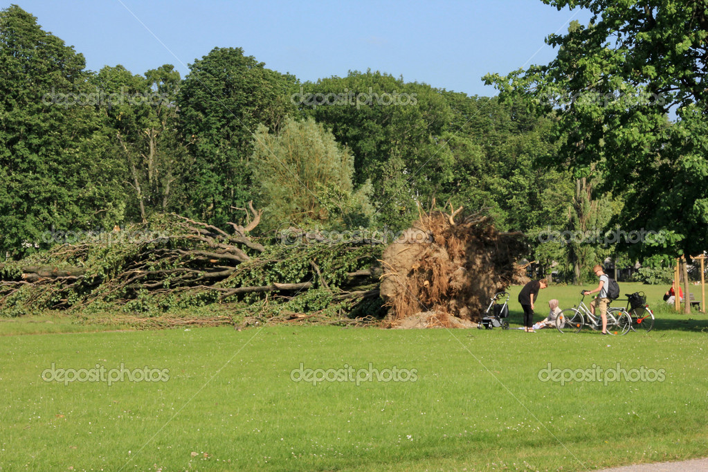 Fallen tree blown over by heavy winds at the park – Stock Editorial ...