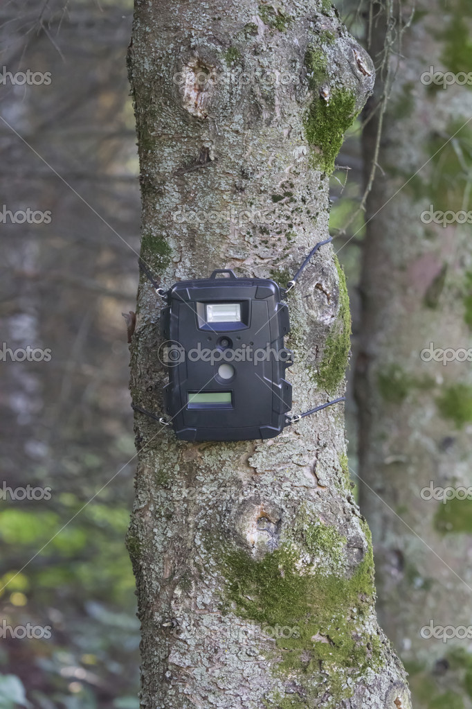 Black Trail Cam on Pine Tree for Deer Hunting — Stock Photo ...