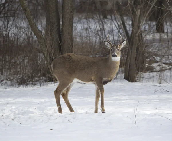 Three Point Buck Quartering View Stock Photo by ©mybaitshop 19252531