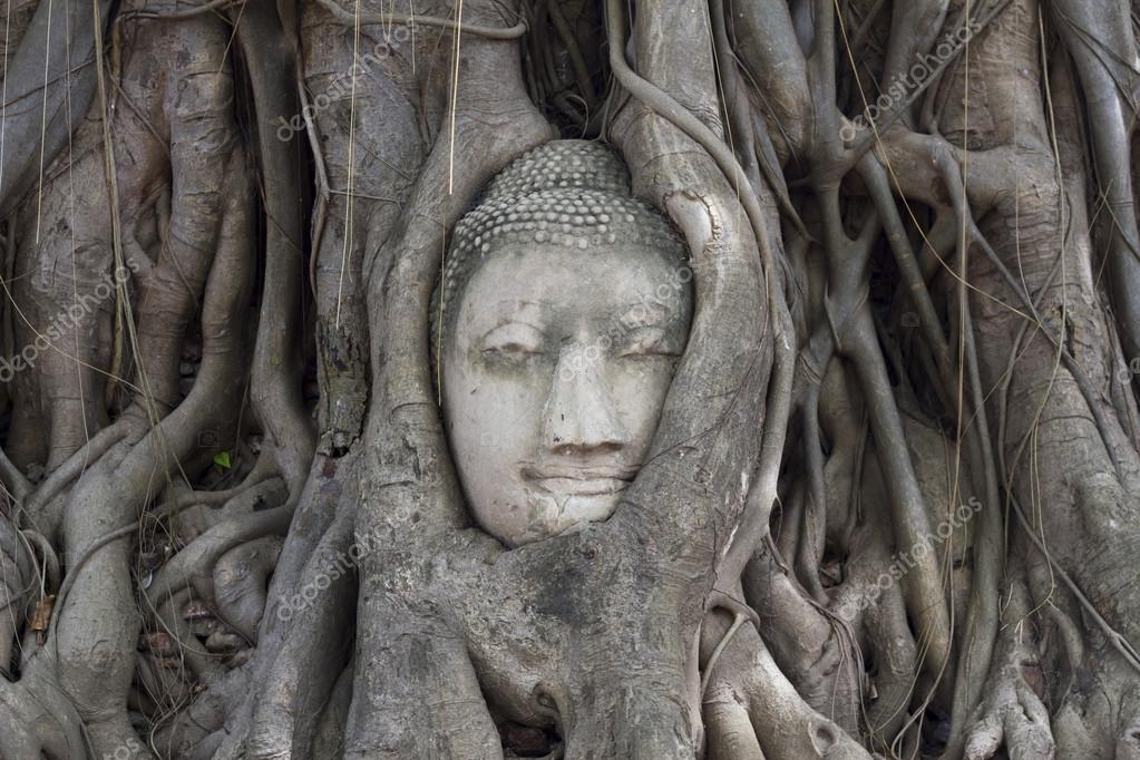 Cabezas de Buda en la raíz del árbol Wat Mahathat, Tailandia 2022
