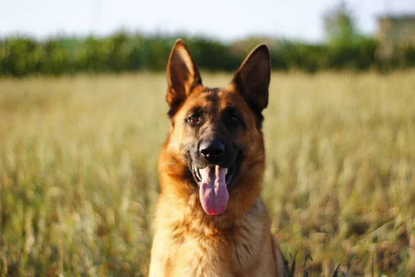 German shepherd face Stock Photos, Royalty Free German shepherd face ...