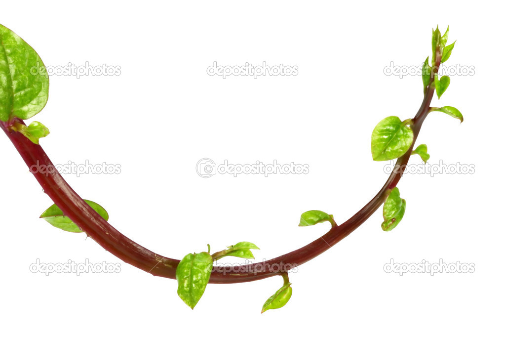 Spinach vine Stock Photo by ©ekays 12725001