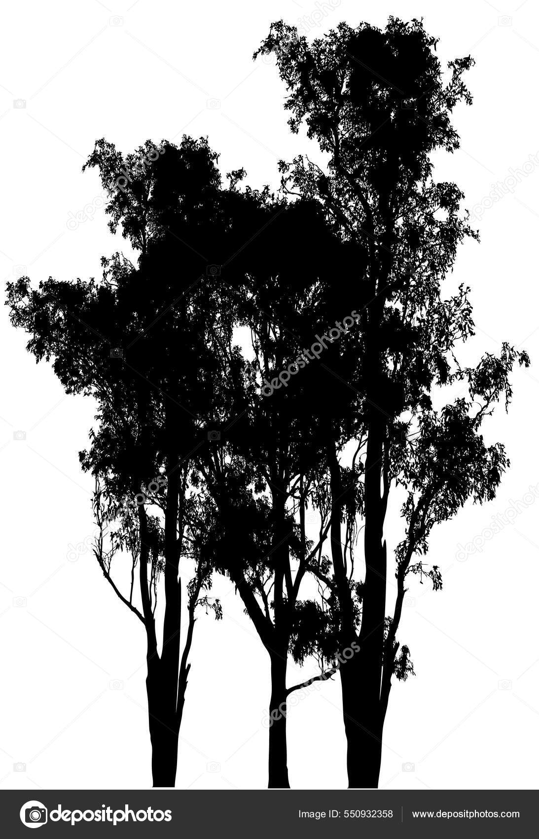 Eucalyptus Gum Tree White Background Australian Gum Tree Tall Evergreen ...