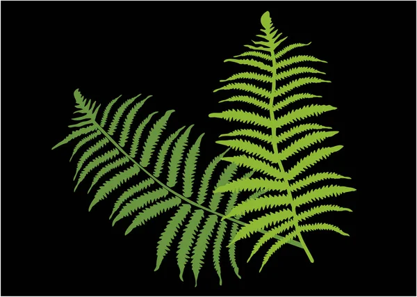 100,000 Fern generations Vector Images | Depositphotos