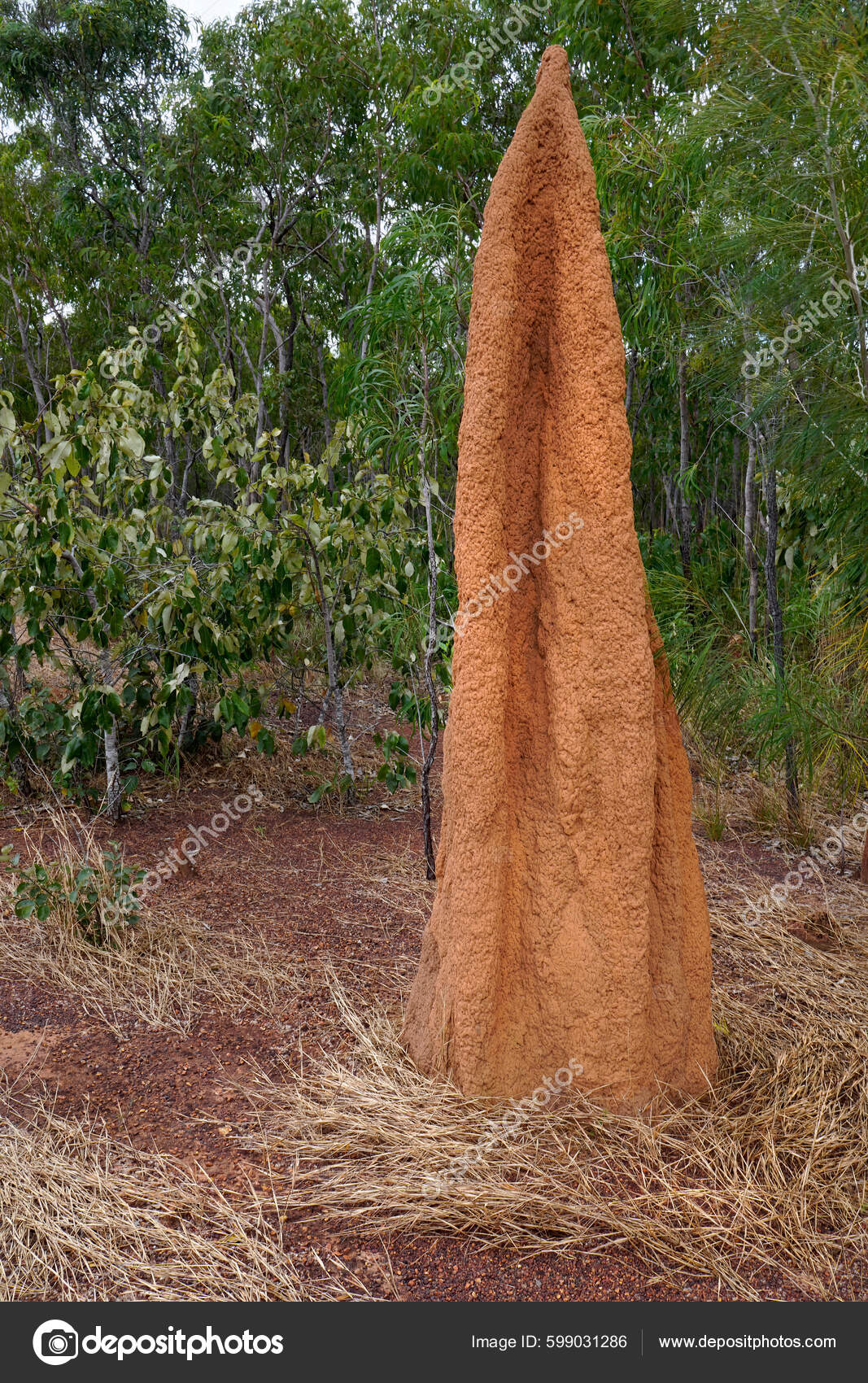 Large Termite Mounds North Queensland Bramwell Junction Stock Photo by ...
