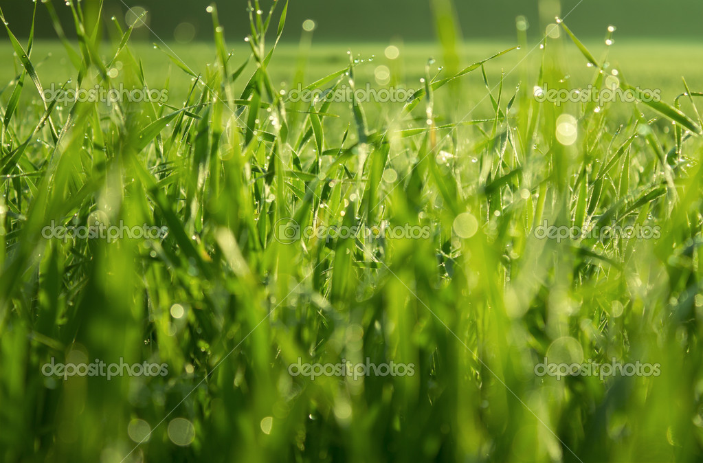 Dew on grass — Stock Photo © PavelTalashov #21679081