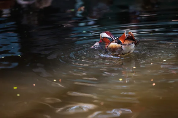 Pato florida Stock Photos, Royalty Free Pato florida Images | Depositphotos