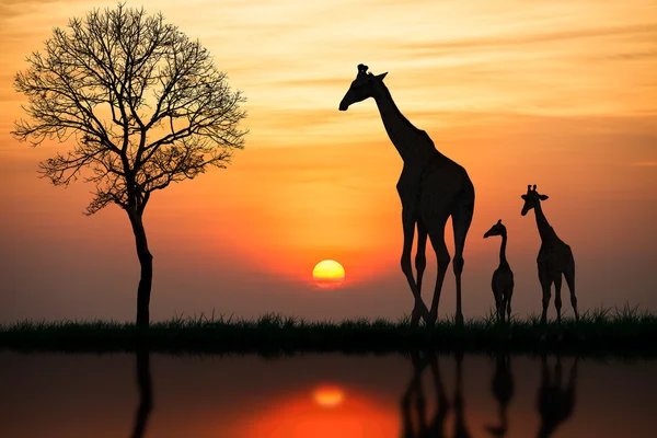 Giraffe Sunset