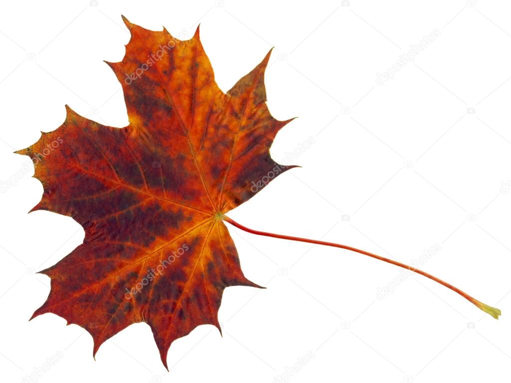 Red maple leaf Stock Photo by ©opal 14478917